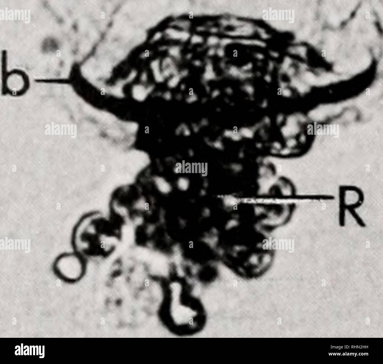 Secretory vesicle hi-res stock photography and images - Alamy