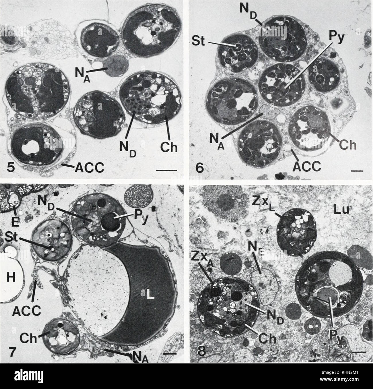 . The Biological bulletin. Biology; Zoology; Biology; Marine Biology ...