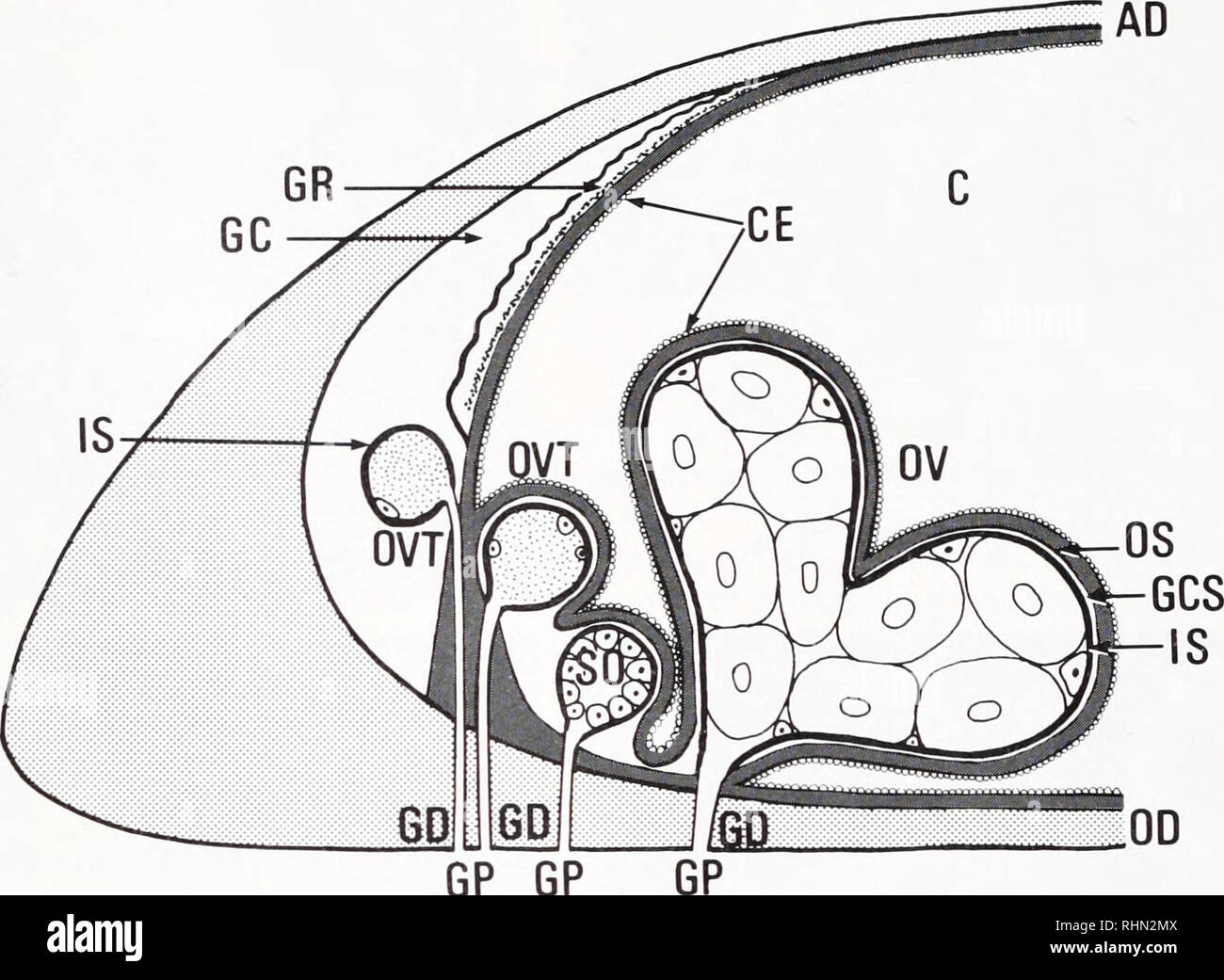 Ovotestis High Resolution Stock Photography and Images - Alamy