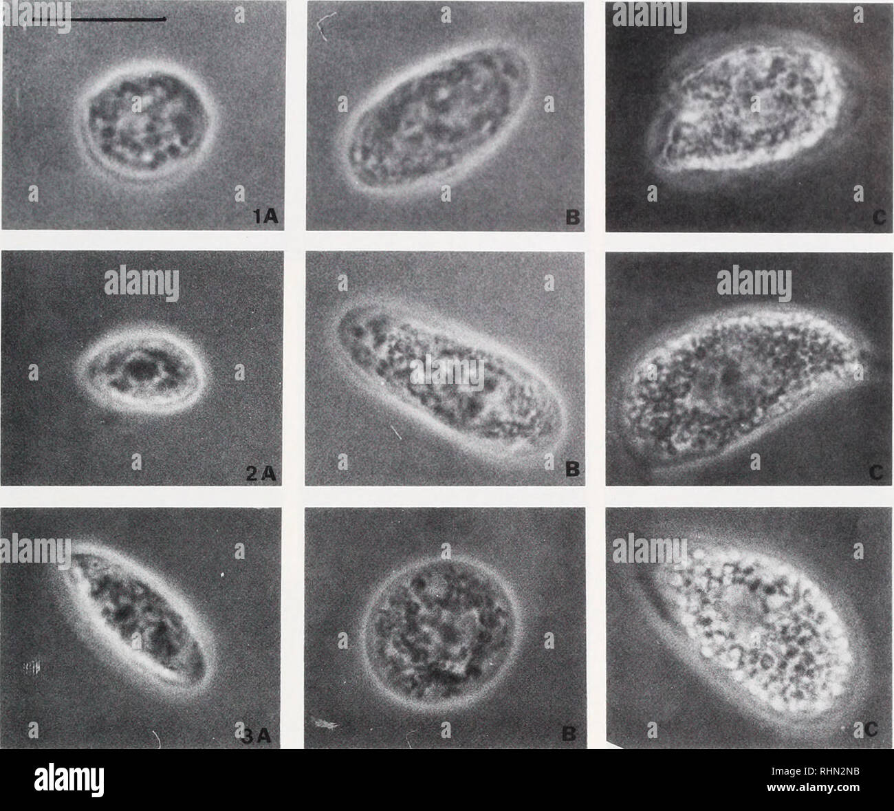 . The Biological bulletin. Biology; Zoology; Biology; Marine Biology ...