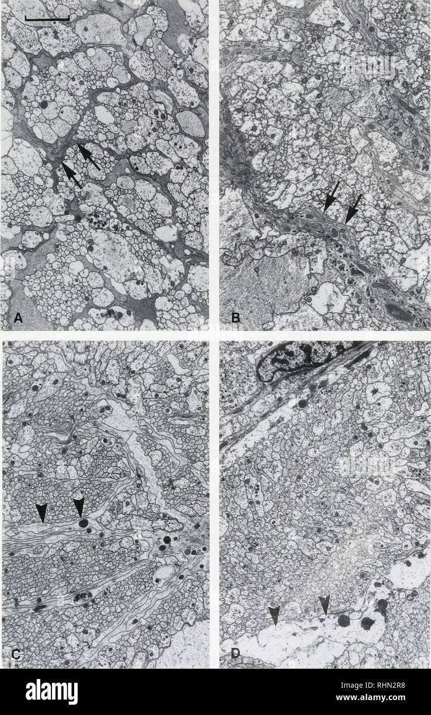 Structure of a bivalve hi-res stock photography and images - Alamy