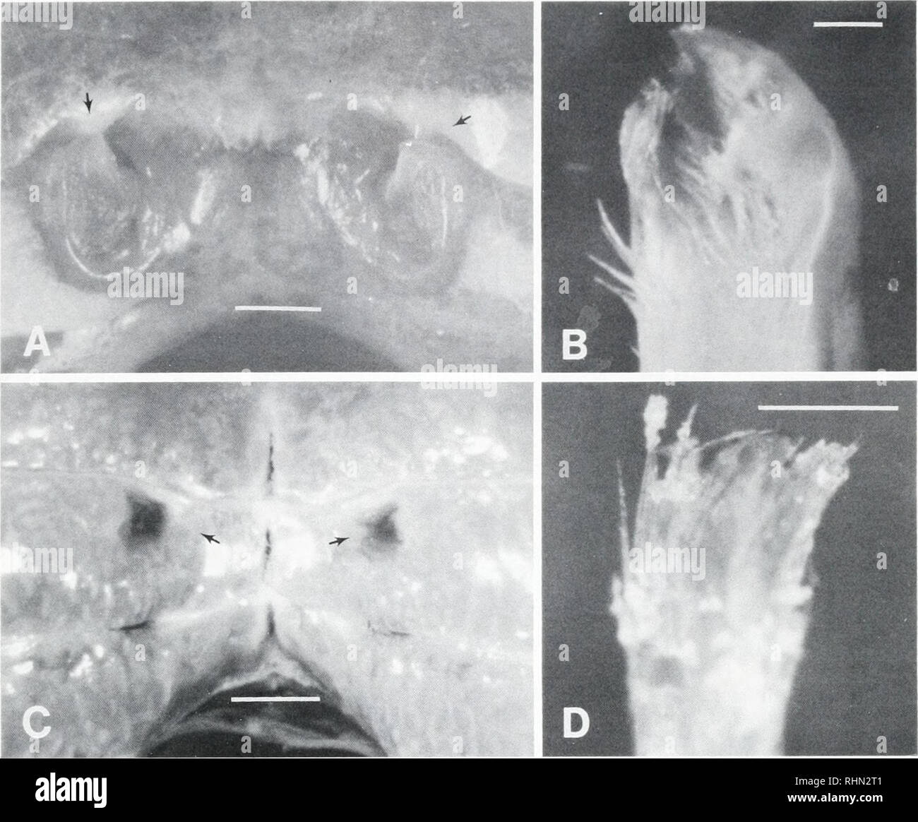 Genital tubercle hi-res stock photography and images - Alamy