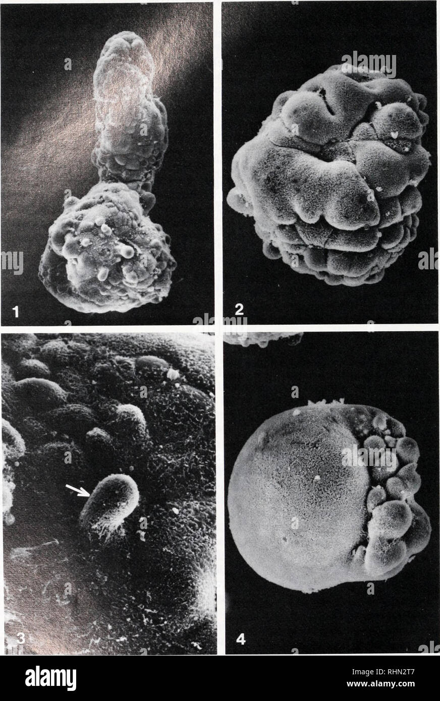 . The Biological bulletin. Biology; Zoology; Biology; Marine Biology ...
