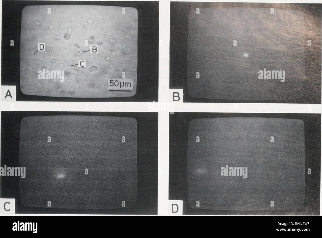 . The Biological bulletin. Biology; Zoology; Biology; Marine Biology ...