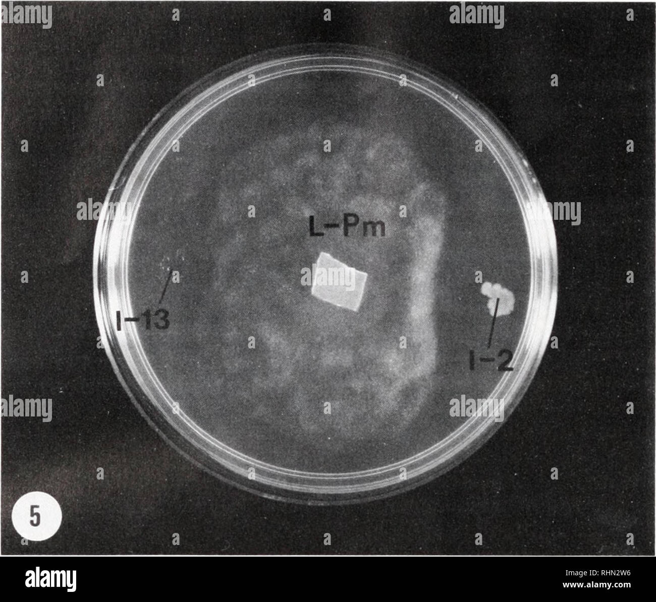 . The Biological bulletin. Biology; Zoology; Biology; Marine Biology ...