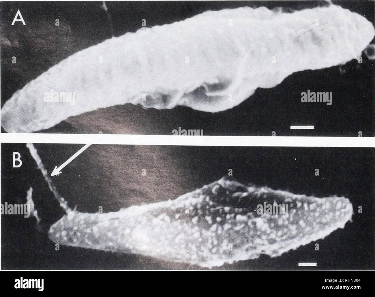 . The Biological bulletin. Biology; Zoology; Biology; Marine Biology ...