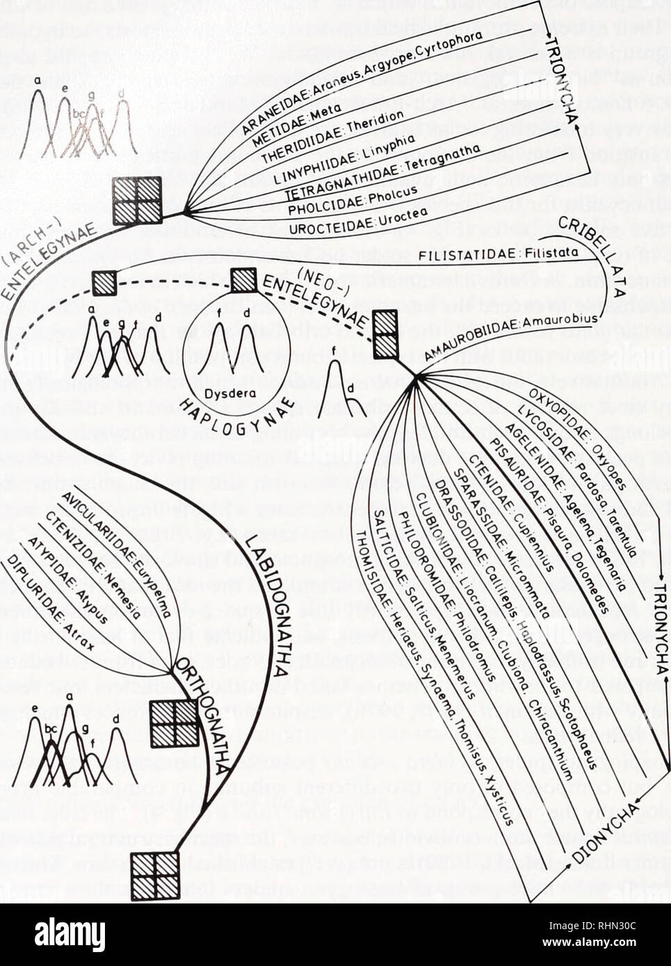 Complete Phylogenetic Tree Of Life