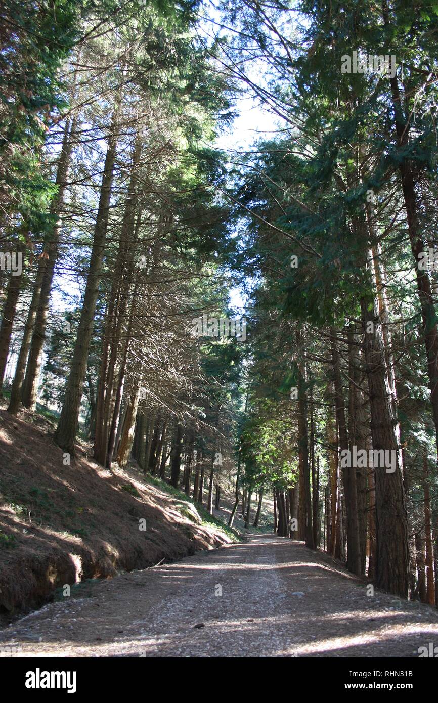 tall trees immersed in the luxuriant nature of the Apuan Alps Stock ...