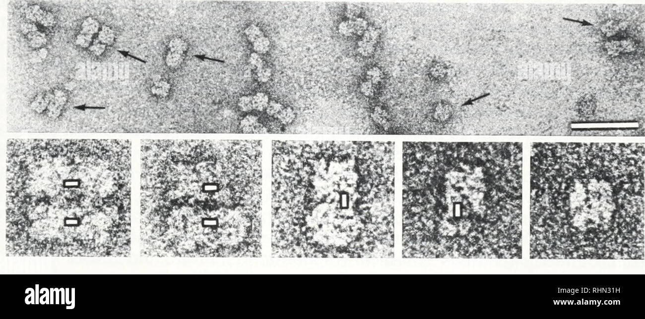 Heptameric hi-res stock photography and images - Alamy