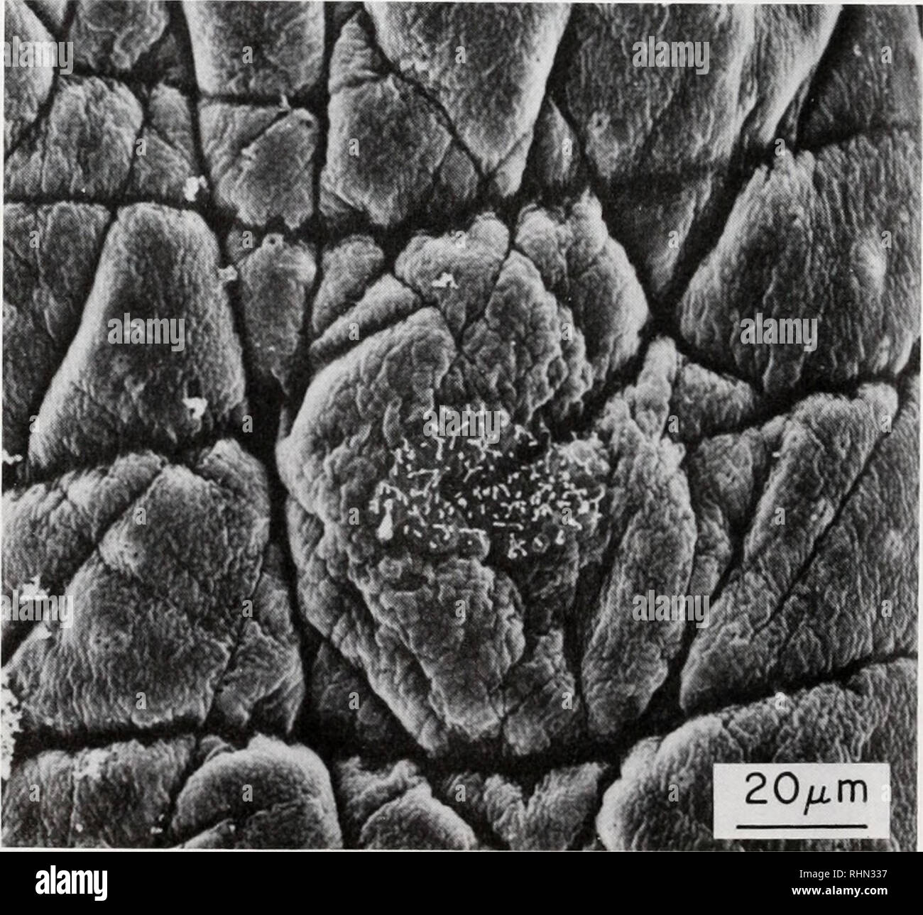 . The Biological bulletin. Biology; Zoology; Biology; Marine Biology ...