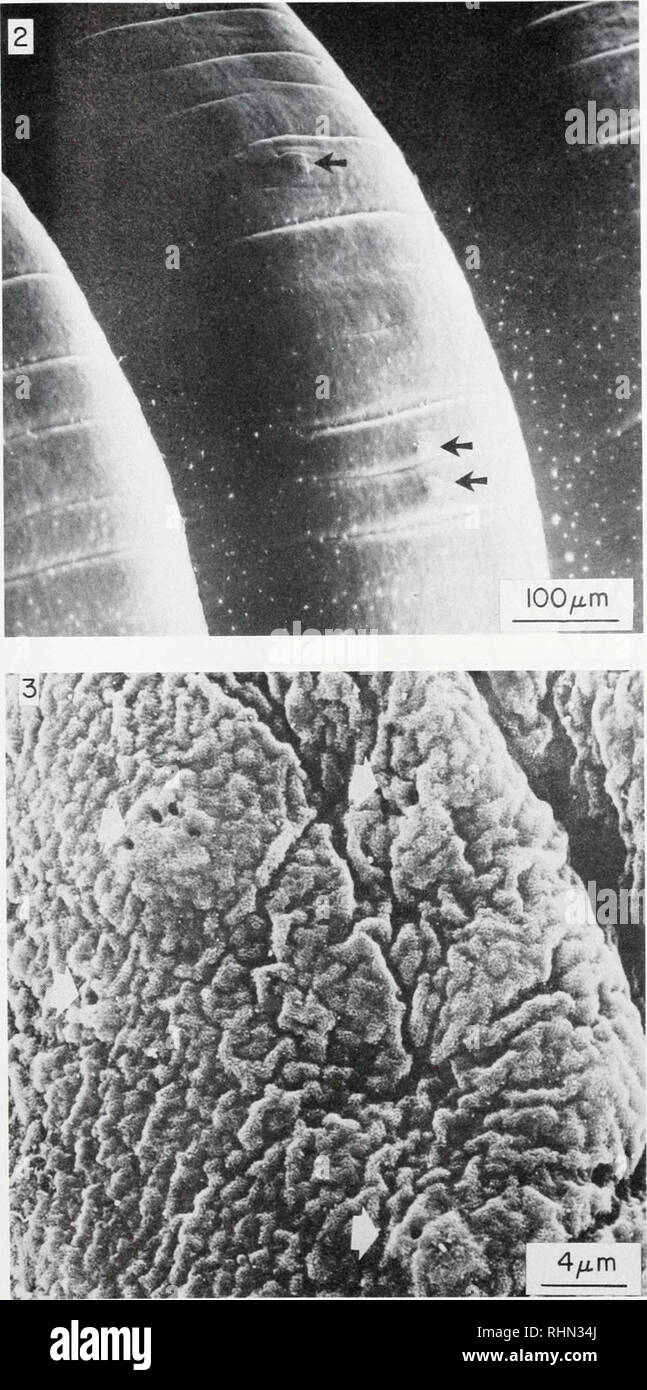 . The Biological bulletin. Biology; Zoology; Biology; Marine Biology ...