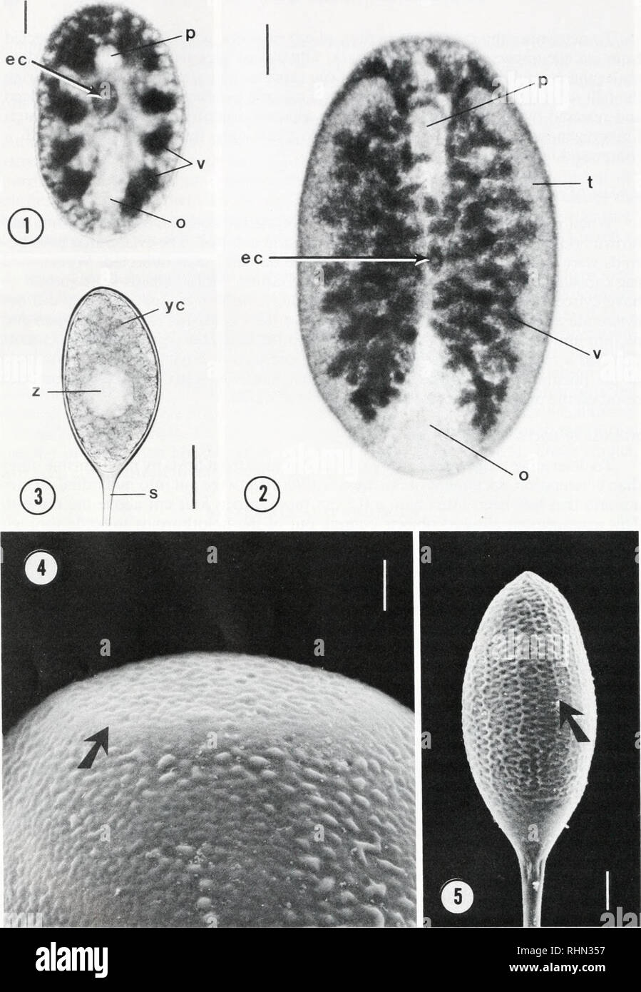. The Biological bulletin. Biology; Zoology; Biology; Marine Biology ...