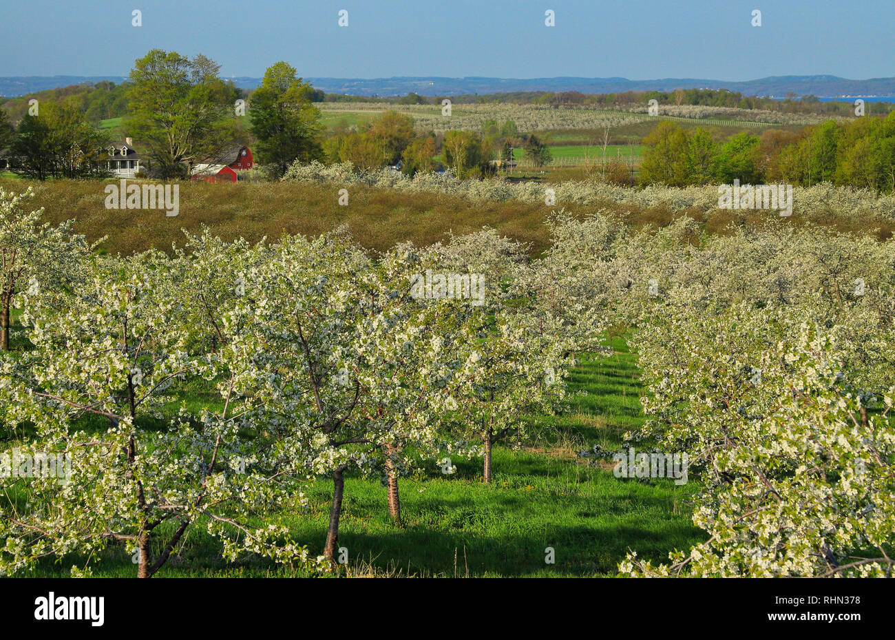 Cherry Orchard, Old Mission Peninsula, Traverse City, Michigan, USA ...