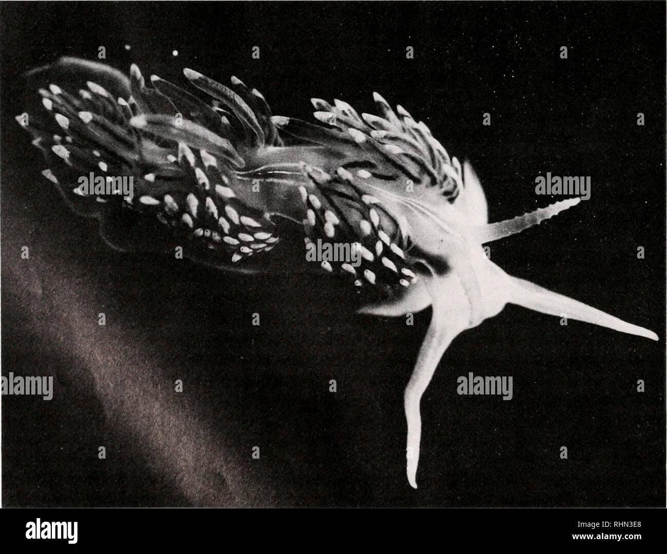 . The Biological bulletin. Biology; Zoology; Biology; Marine Biology ...