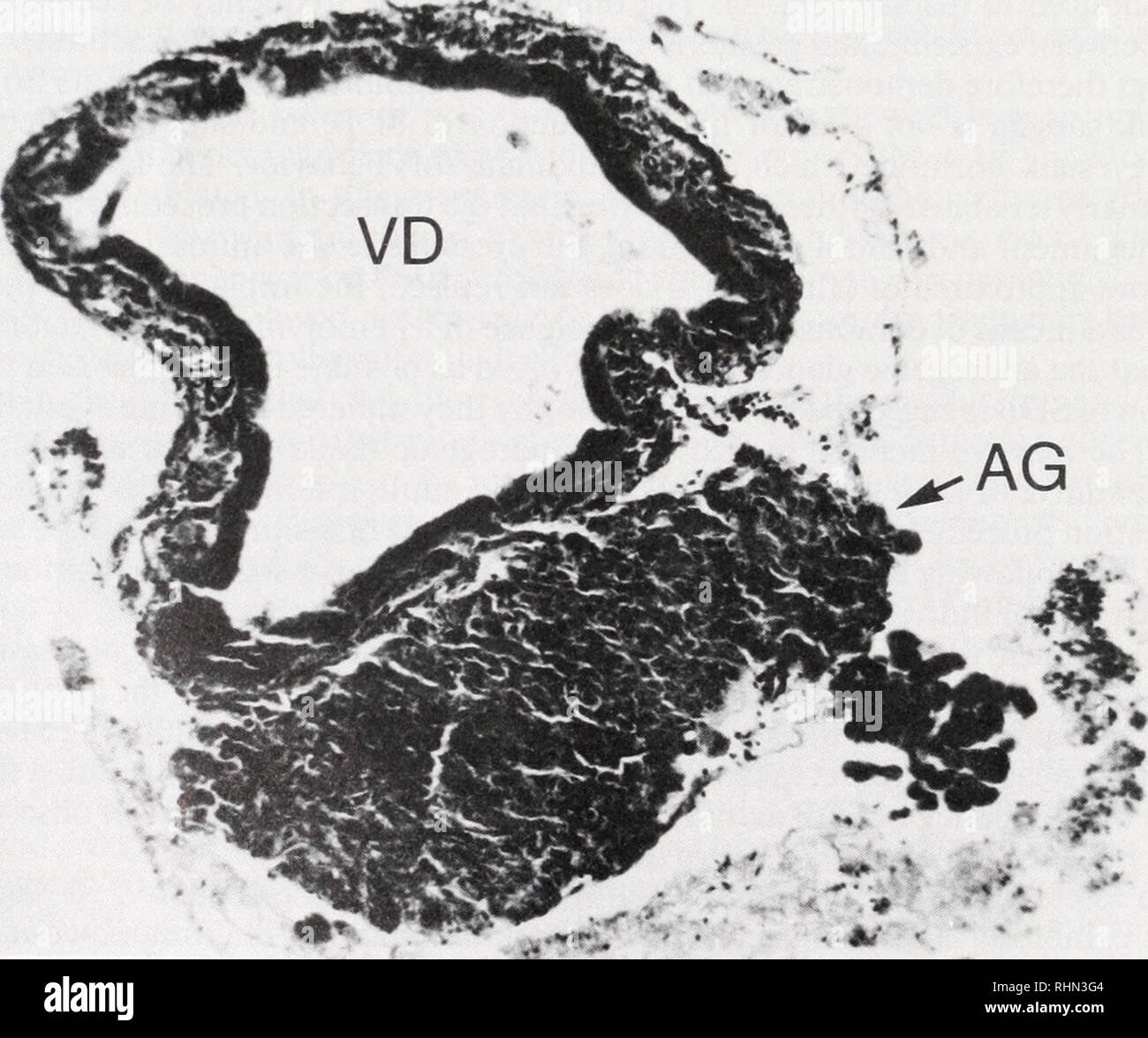 Vas scale hi-res stock photography and images - Alamy