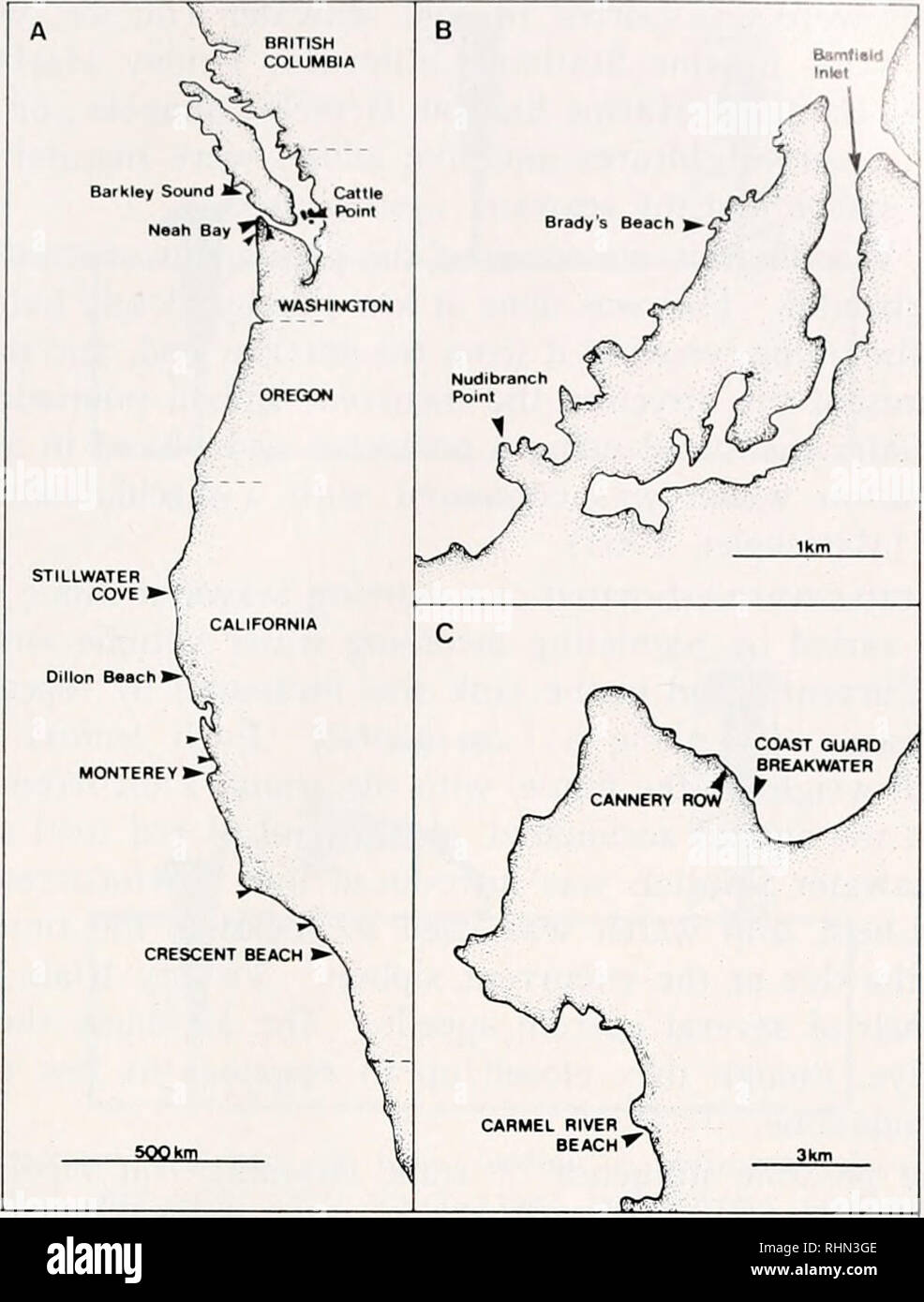Styela Montereyensis High Resolution Stock Photography and Images - Alamy