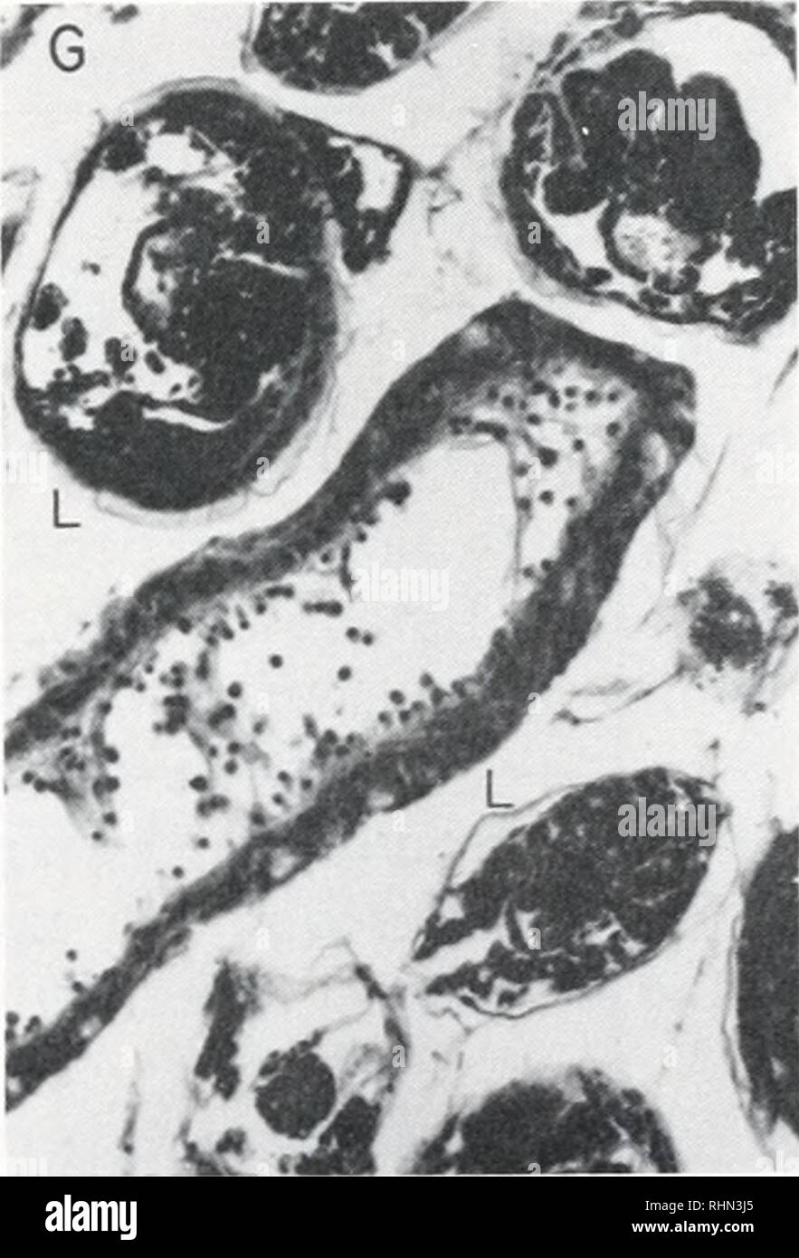 Corbicula sp hi-res stock photography and images - Alamy
