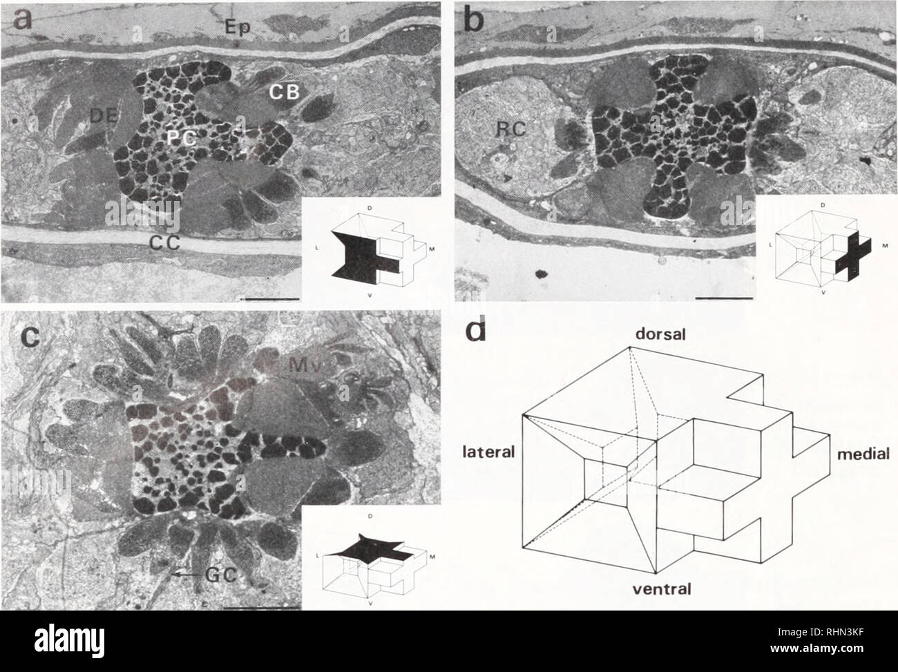 . The Biological bulletin. Biology; Zoology; Biology; Marine Biology ...