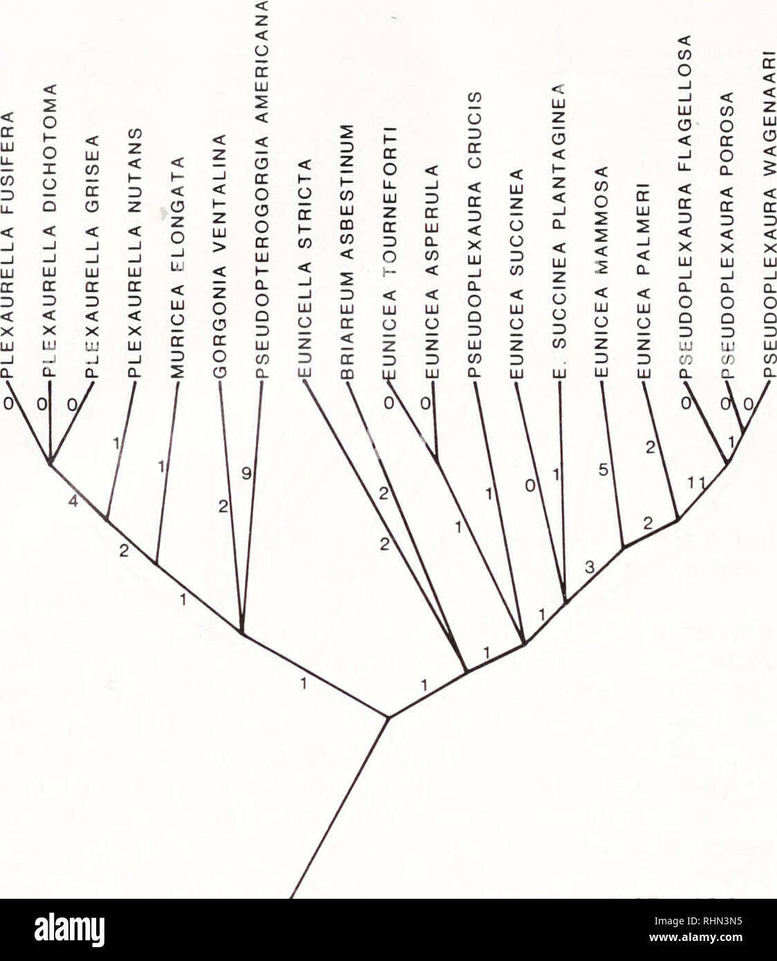 Plant Cladogram