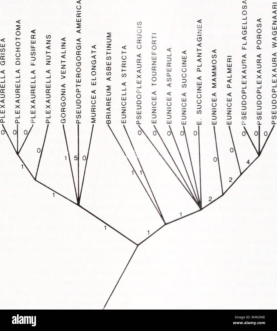 Cladogram hi-res stock photography and images - Alamy
