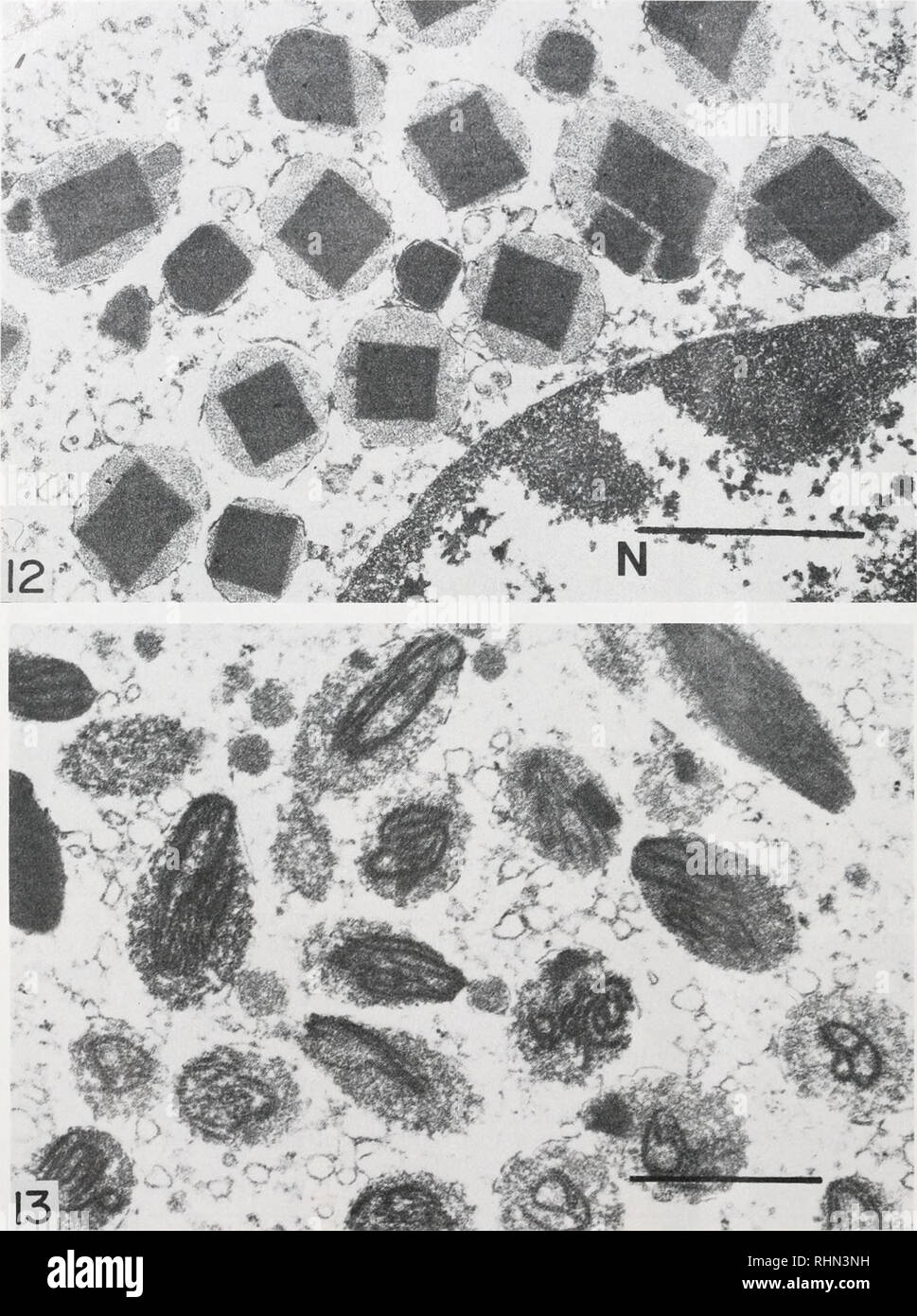. The Biological bulletin. Biology; Zoology; Biology; Marine Biology ...