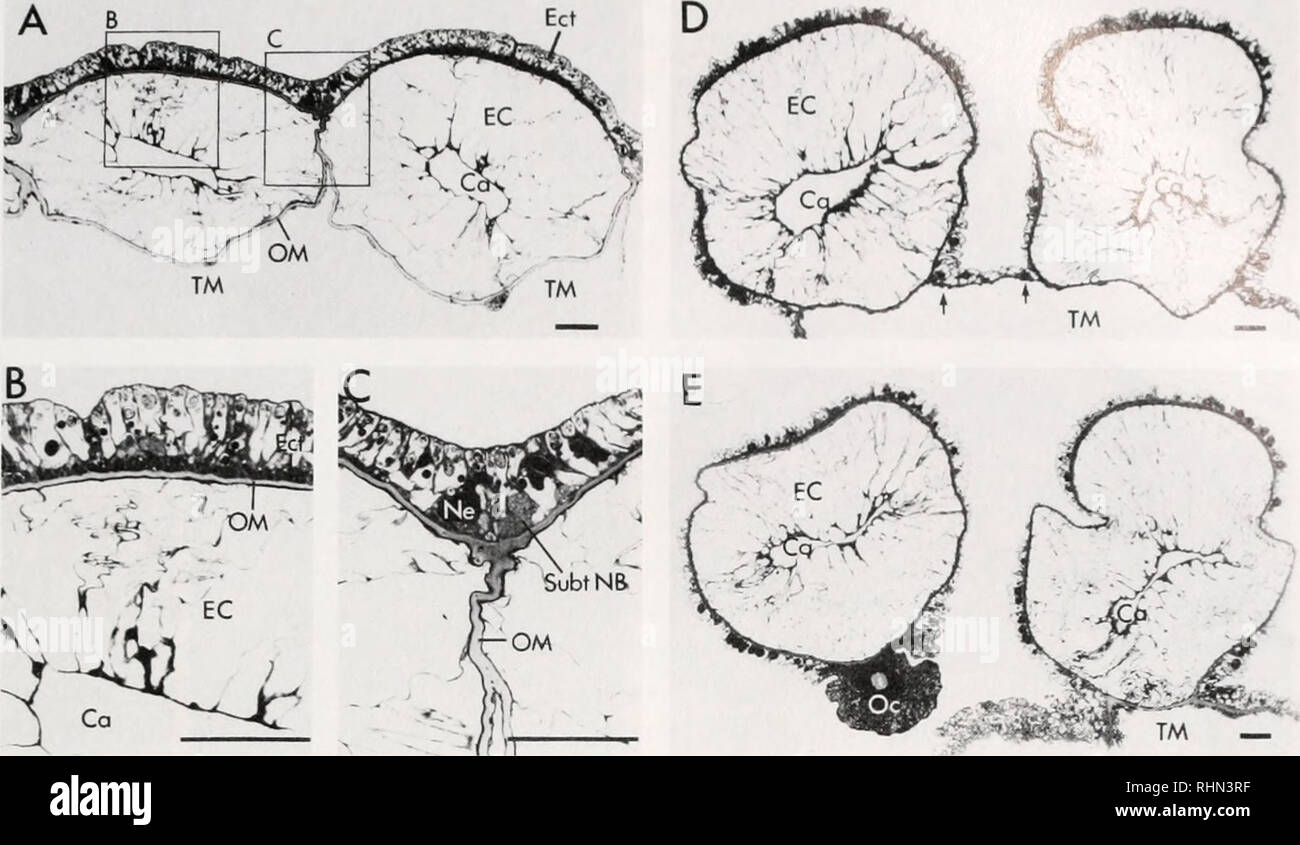 . The Biological bulletin. Biology; Zoology; Biology; Marine Biology ...