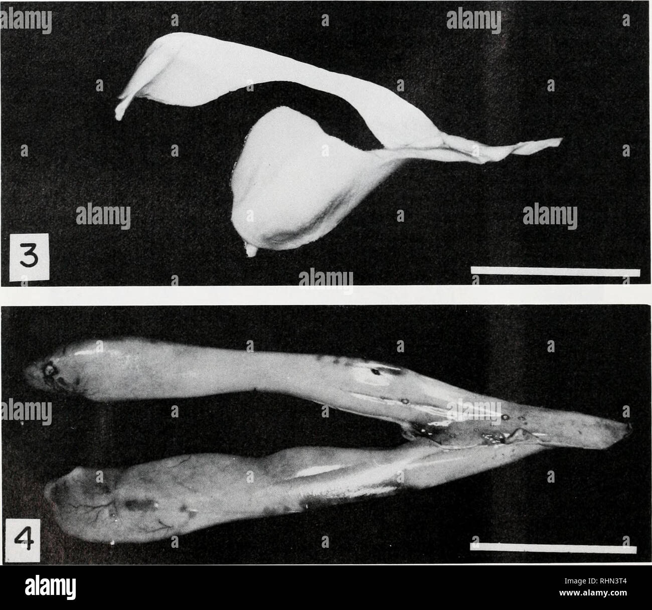 Formalin fixed hi-res stock photography and images - Alamy