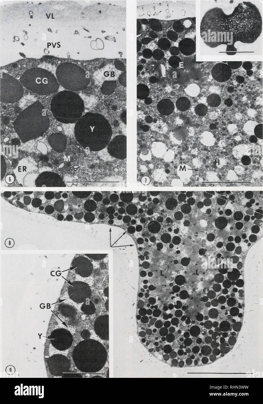 . The Biological bulletin. Biology; Zoology; Biology; Marine Biology ...