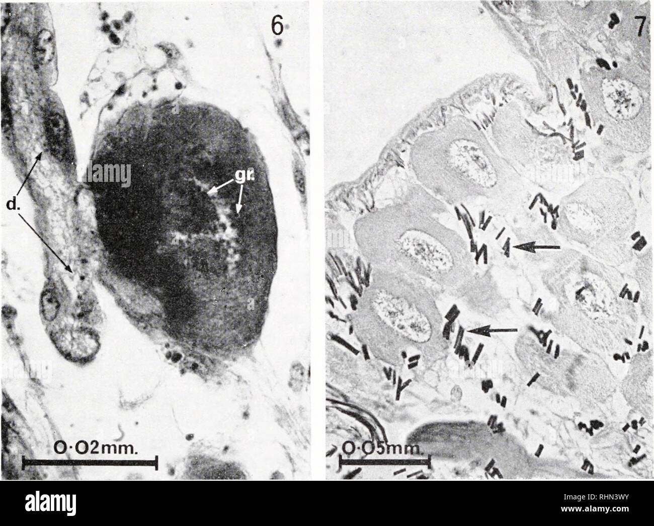 . The Biological bulletin. Biology; Zoology; Biology; Marine Biology ...
