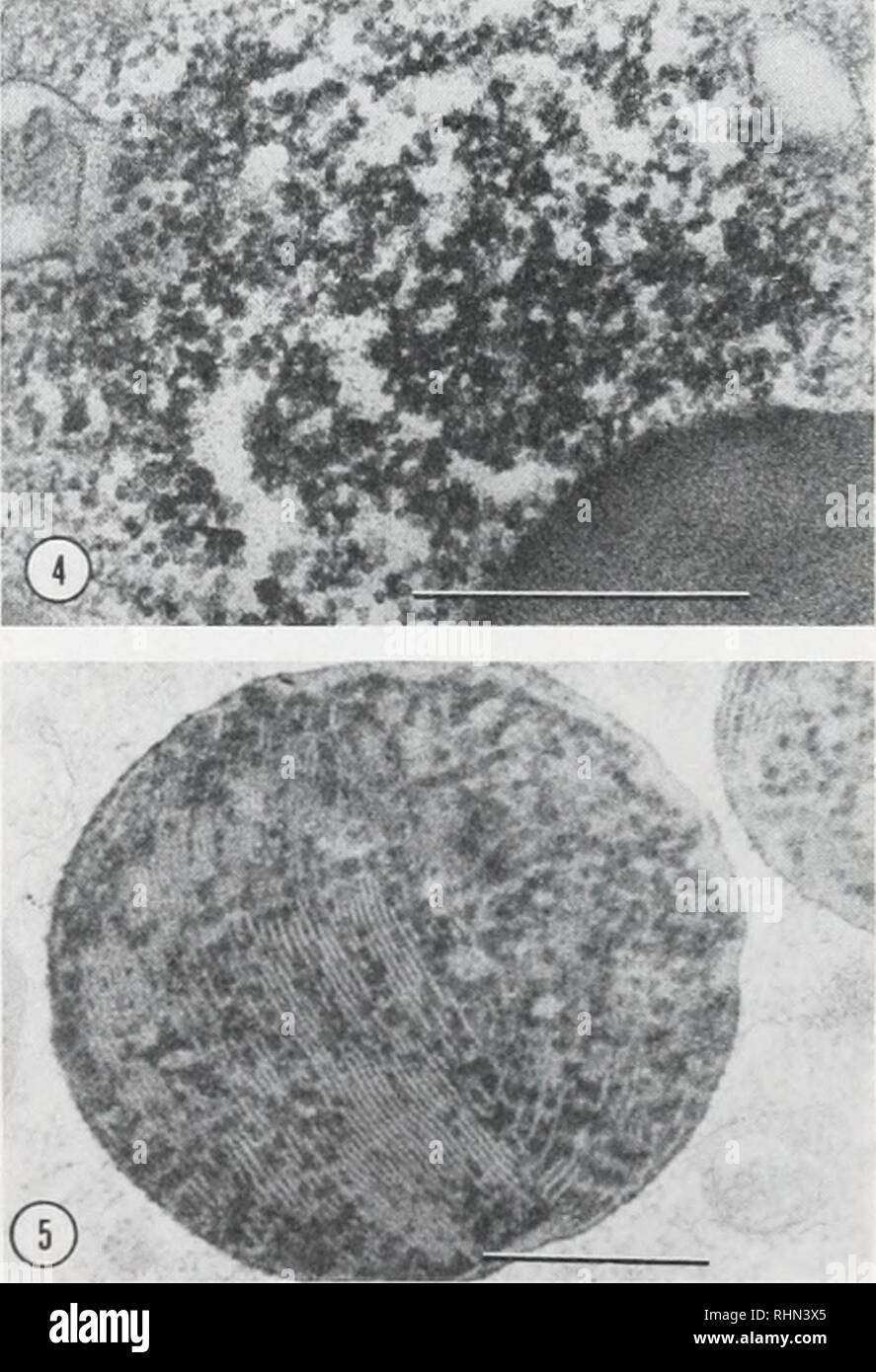 . The Biological bulletin. Biology; Zoology; Biology; Marine Biology ...