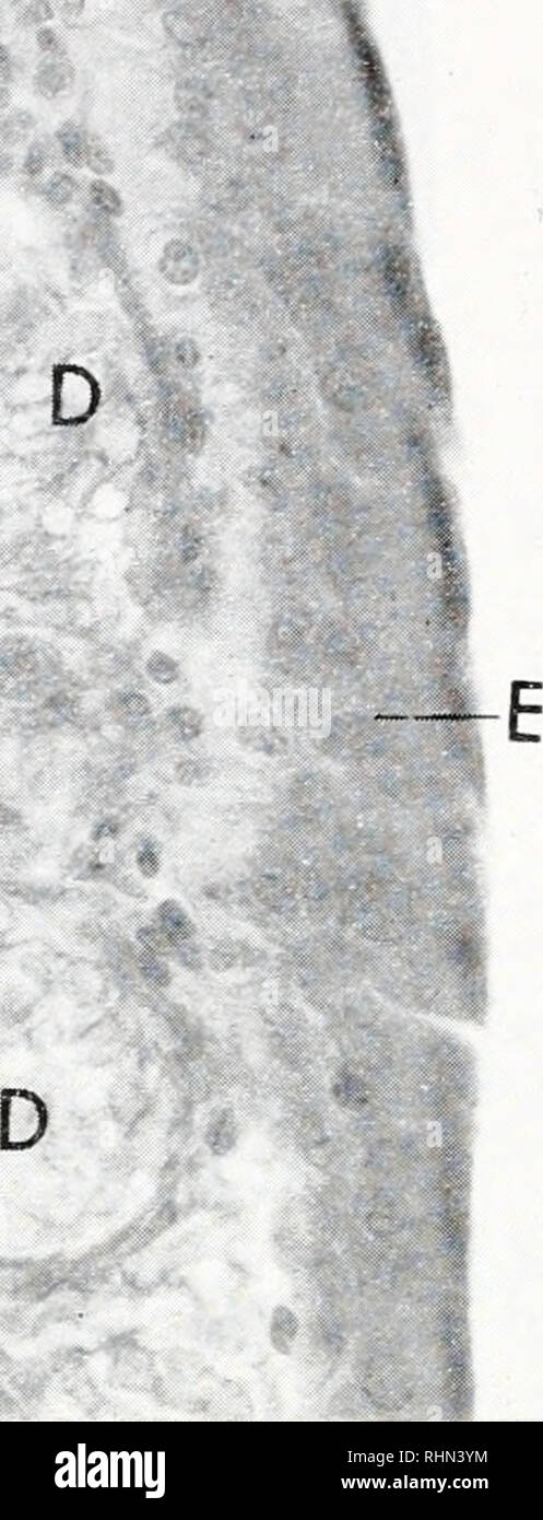Simple squamous epithelium hi-res stock photography and images - Alamy