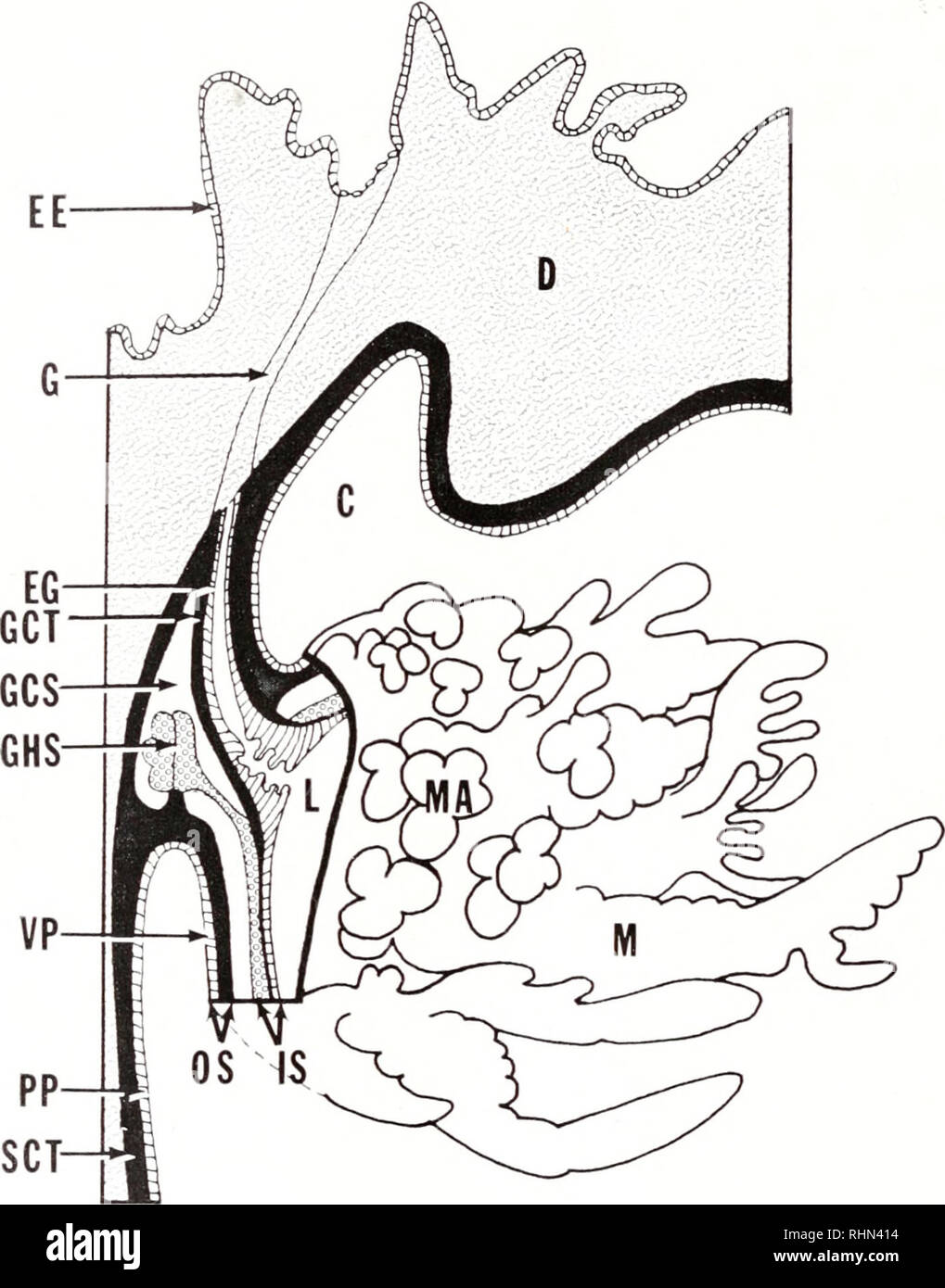 Coelomic epithelium hi-res stock photography and images - Alamy