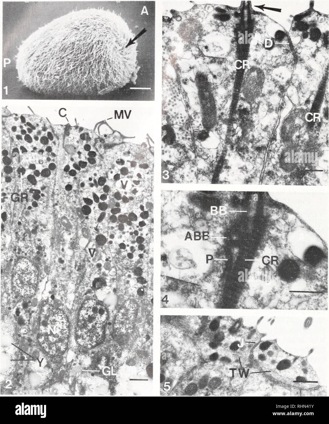 . The Biological bulletin. Biology; Zoology; Biology; Marine Biology ...