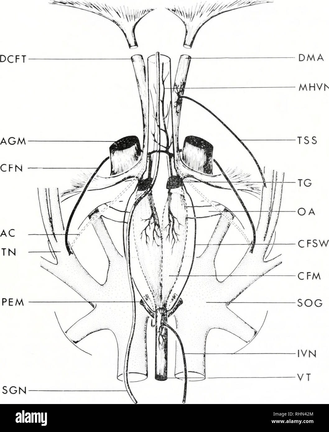 . The Biological bulletin. Biology; Zoology; Biology; Marine Biology ...