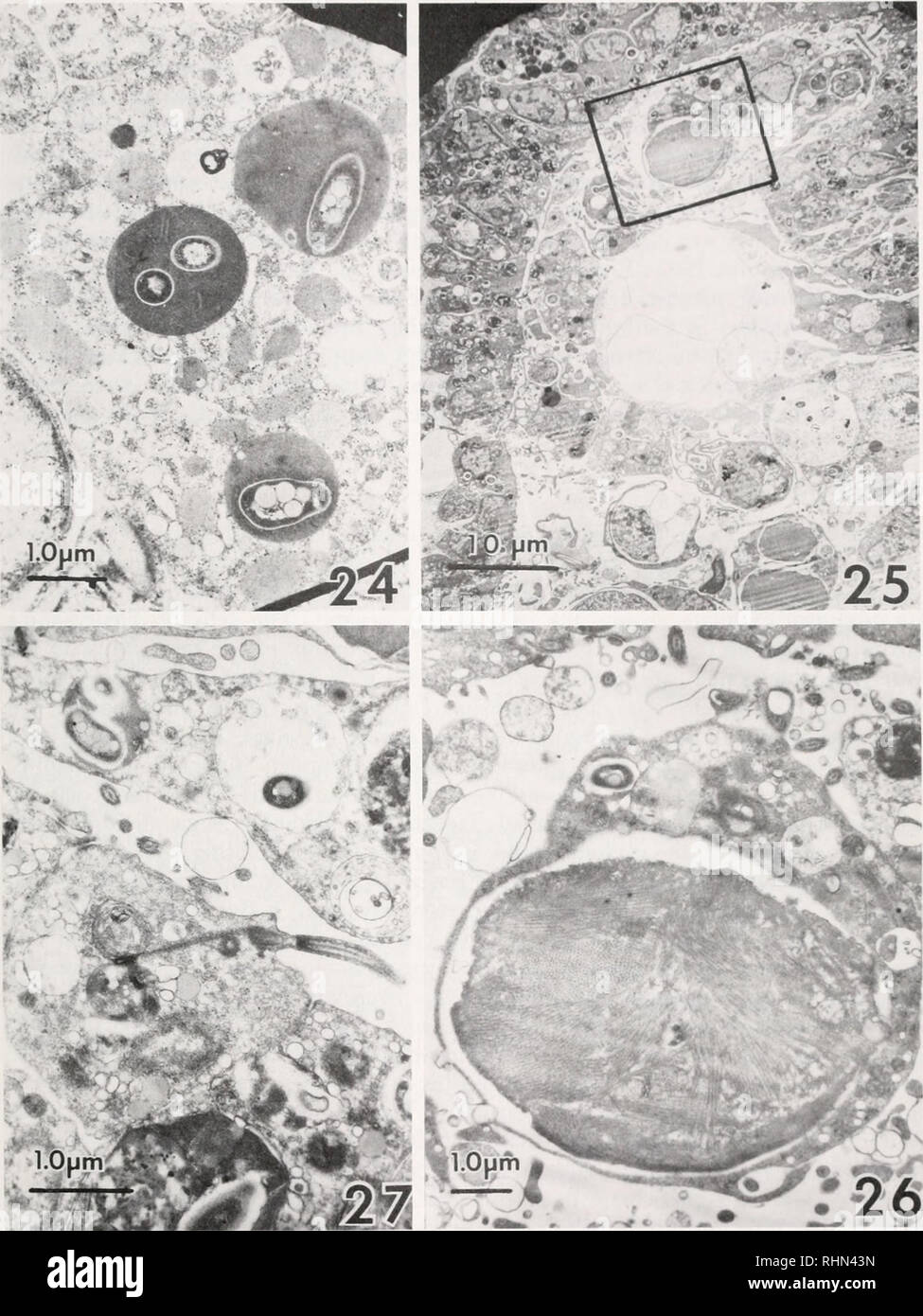Tiedemanns hi-res stock photography and images - Alamy