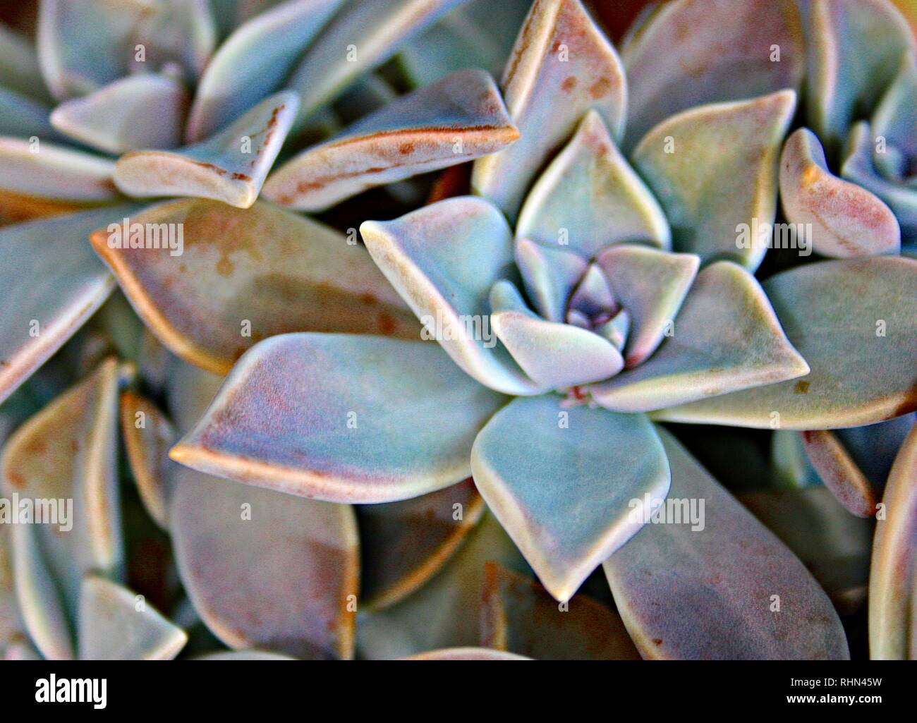Compact succulents hi-res stock photography and images - Alamy
