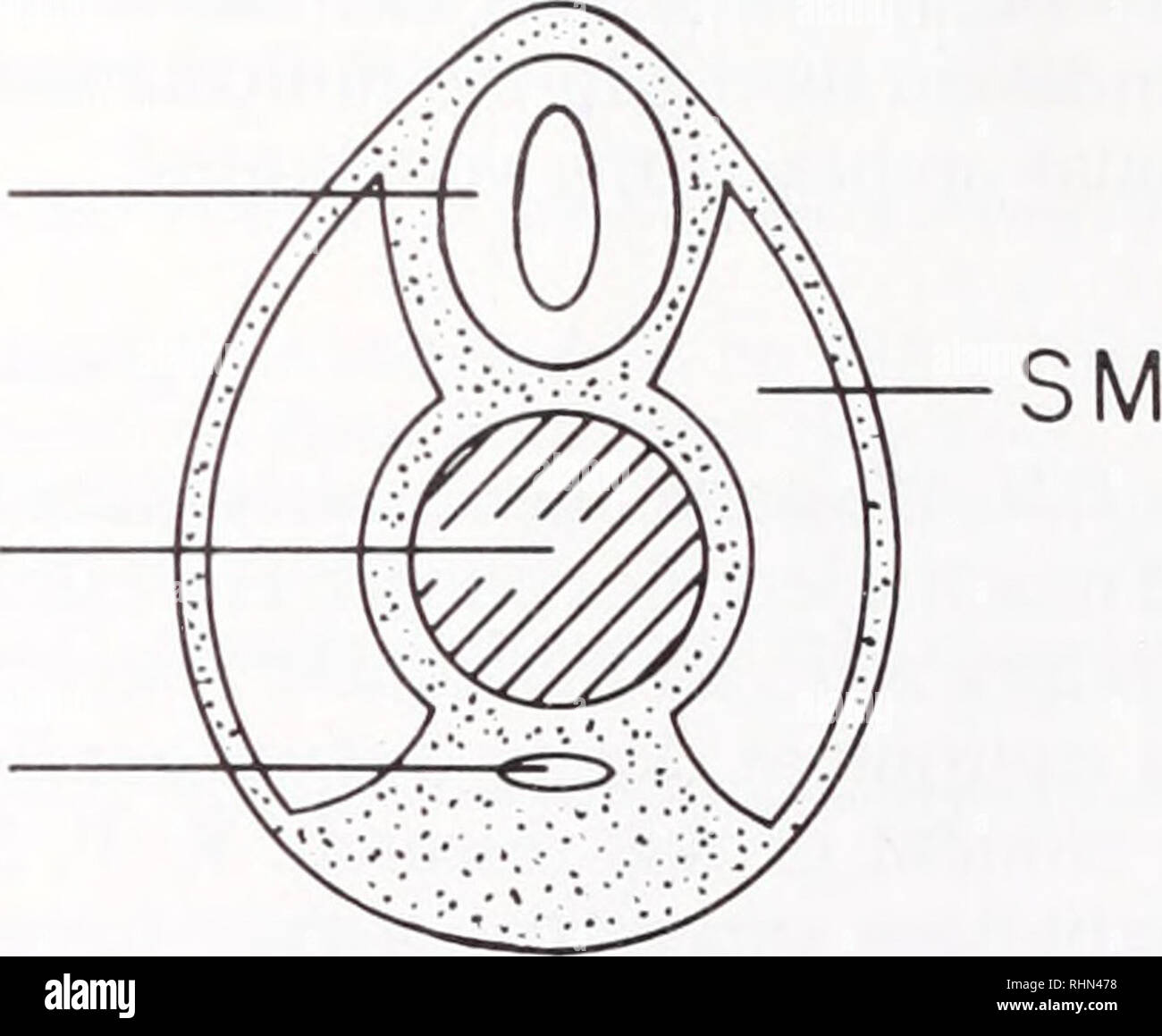 . The Biological bulletin. Biology; Zoology; Biology; Marine Biology ...