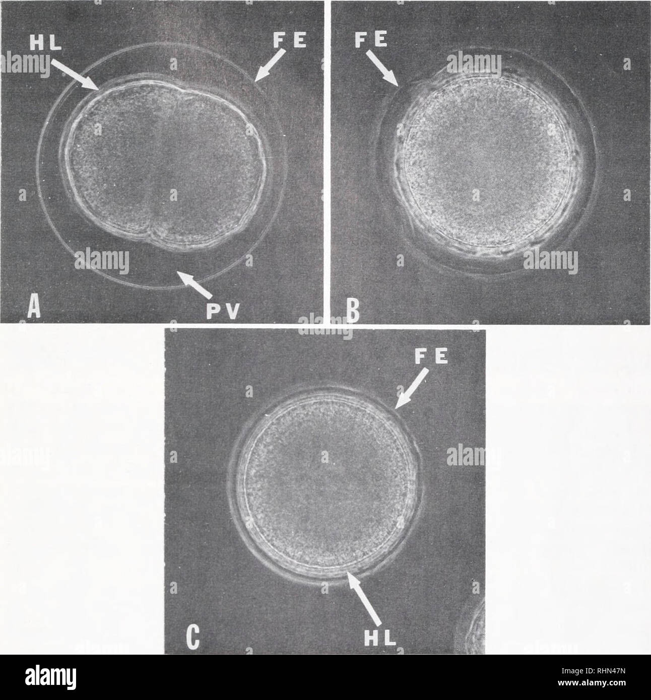 . The Biological bulletin. Biology; Zoology; Biology; Marine Biology ...