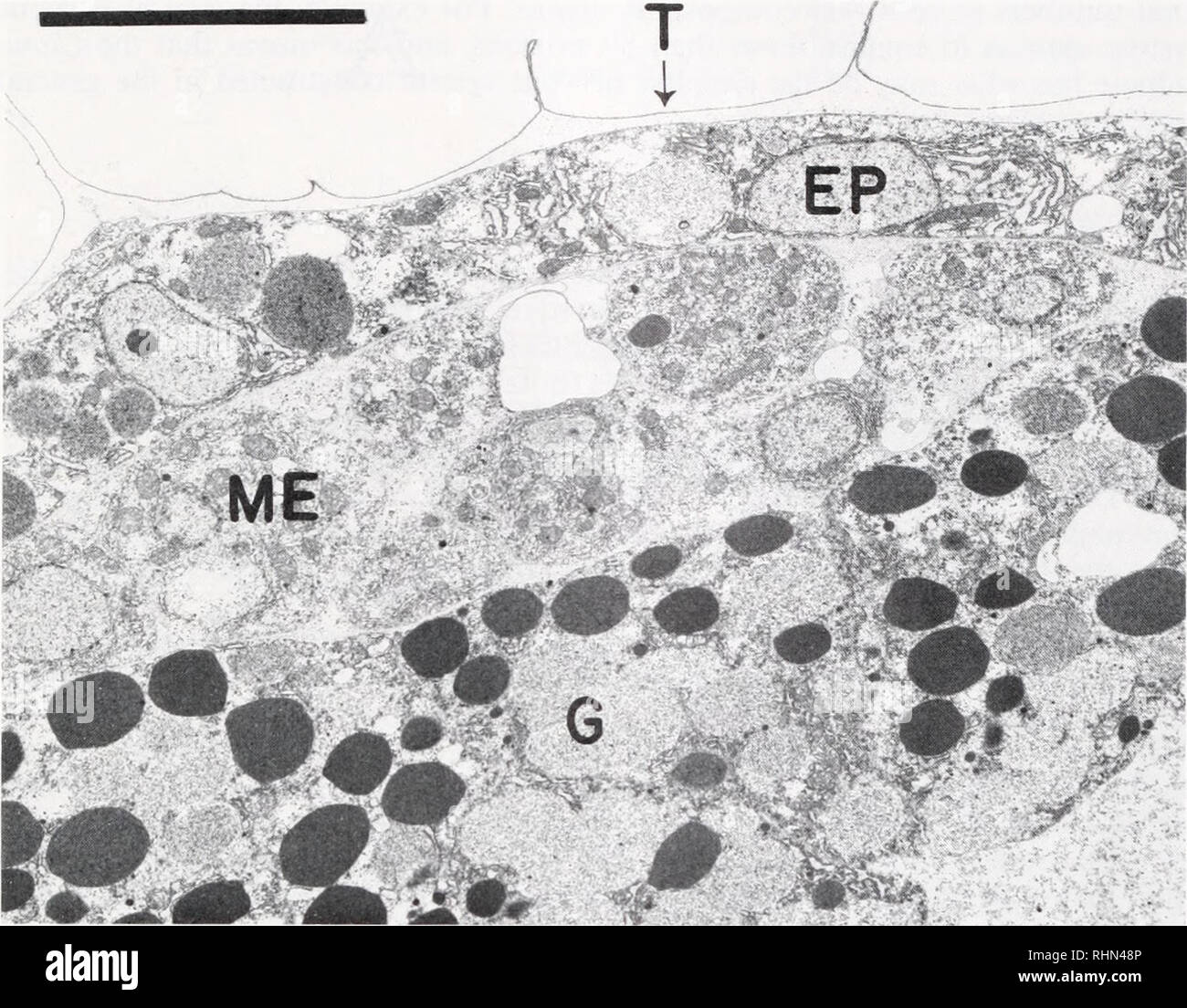 Mesodermal cells hi-res stock photography and images - Alamy