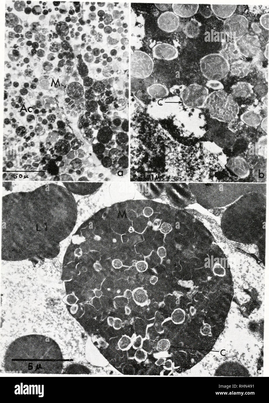 Reproductive structure structures hi-res stock photography and images ...