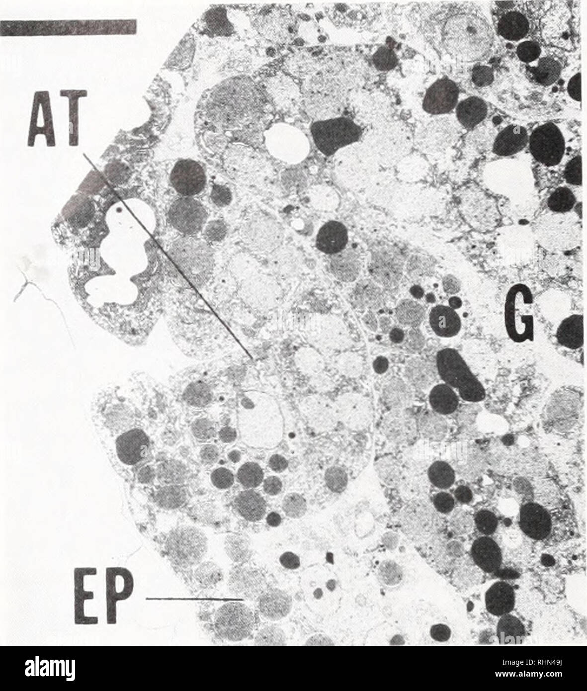 . The Biological bulletin. Biology; Zoology; Biology; Marine Biology ...