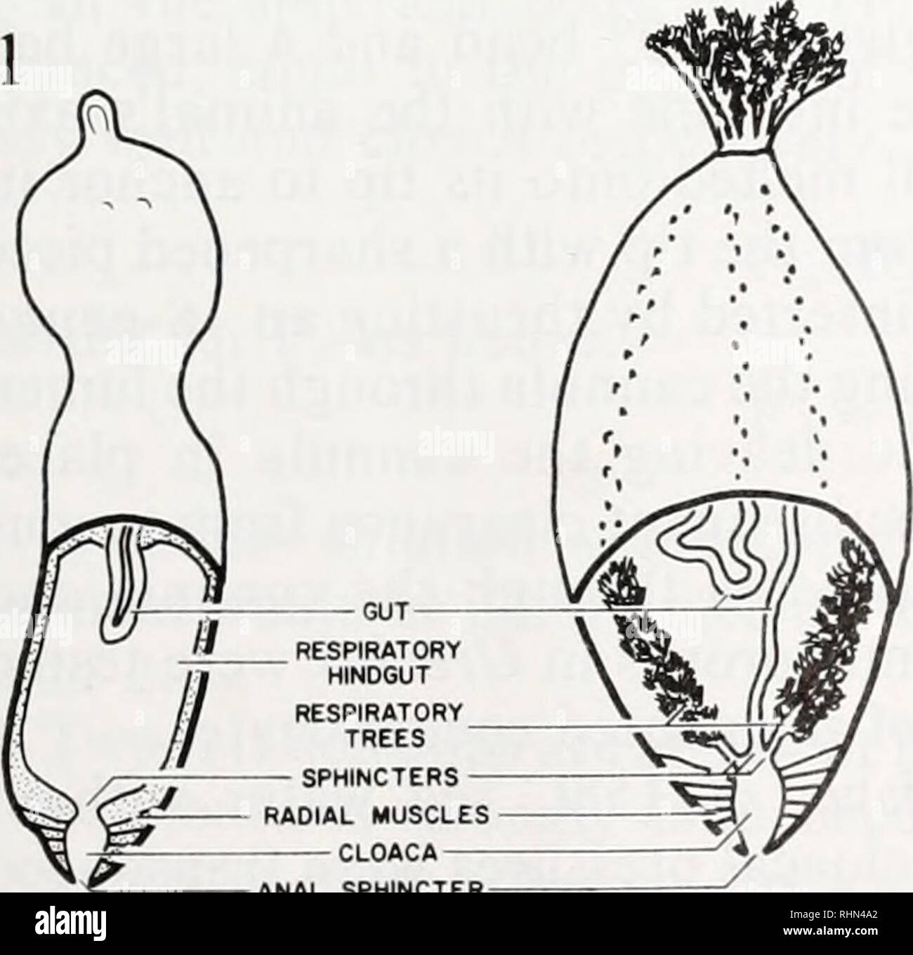 . The Biological bulletin. Biology; Zoology; Biology; Marine Biology ...