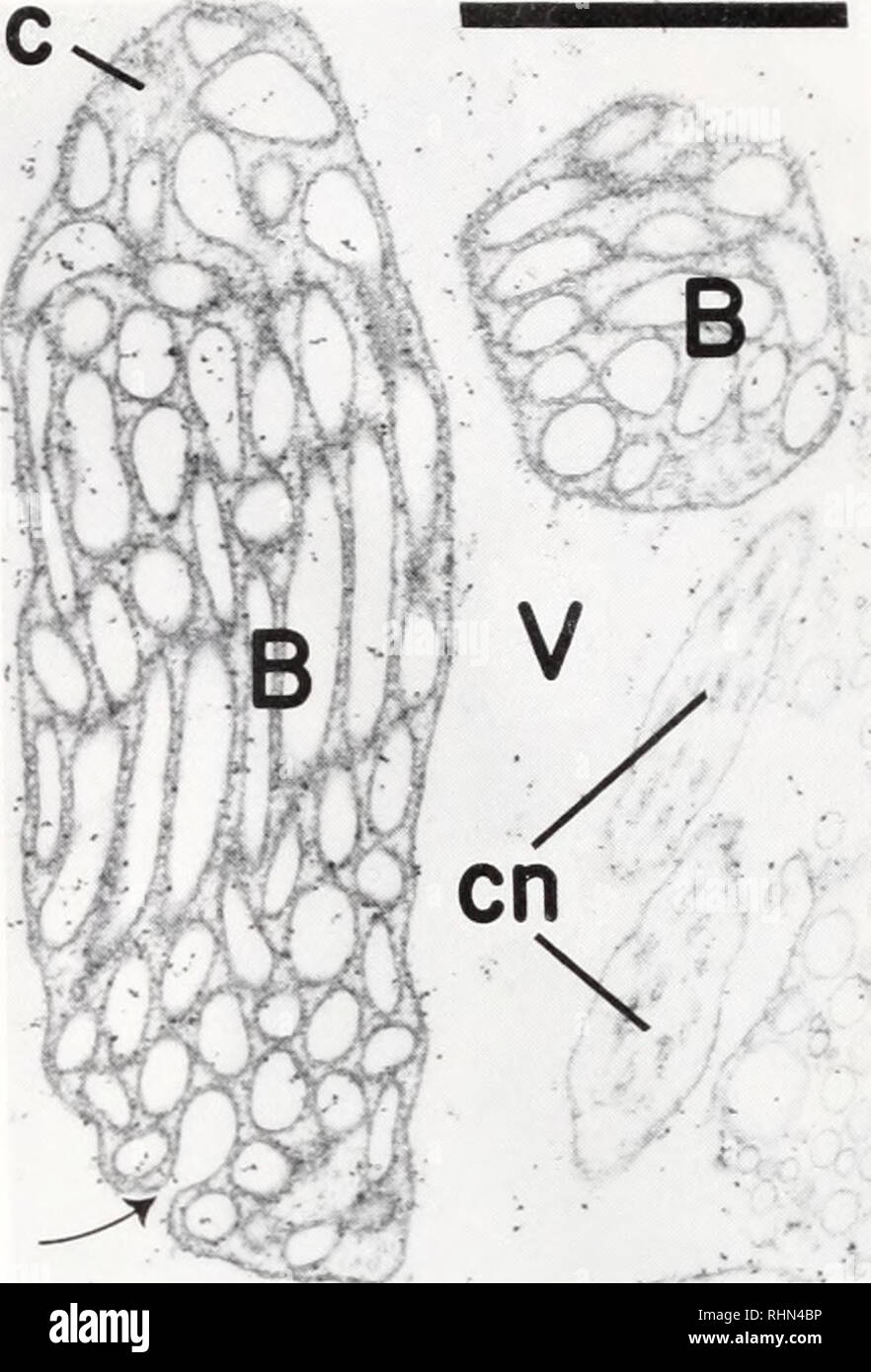 Axoneme hi-res stock photography and images - Alamy