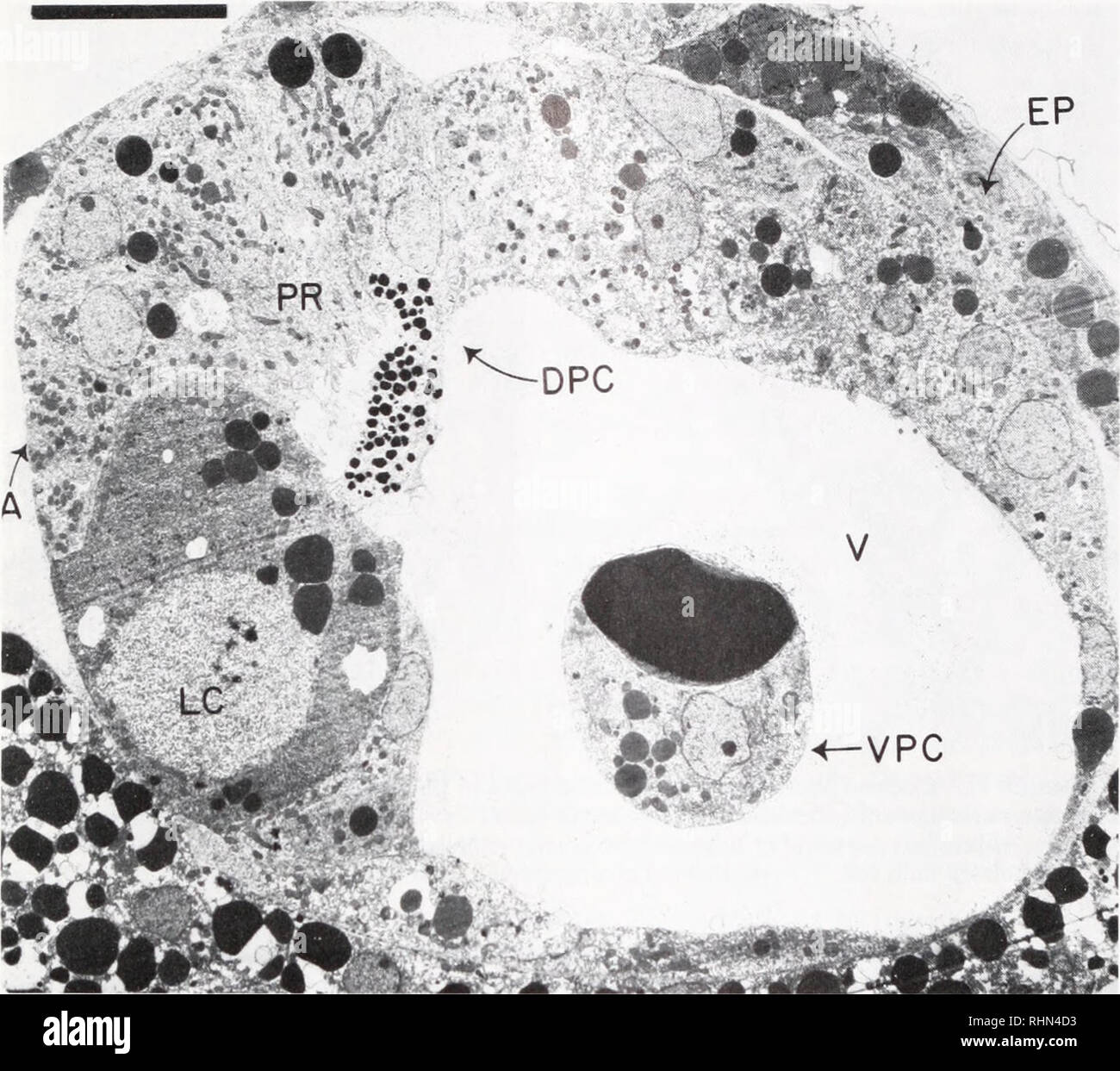 . The Biological bulletin. Biology; Zoology; Biology; Marine Biology ...