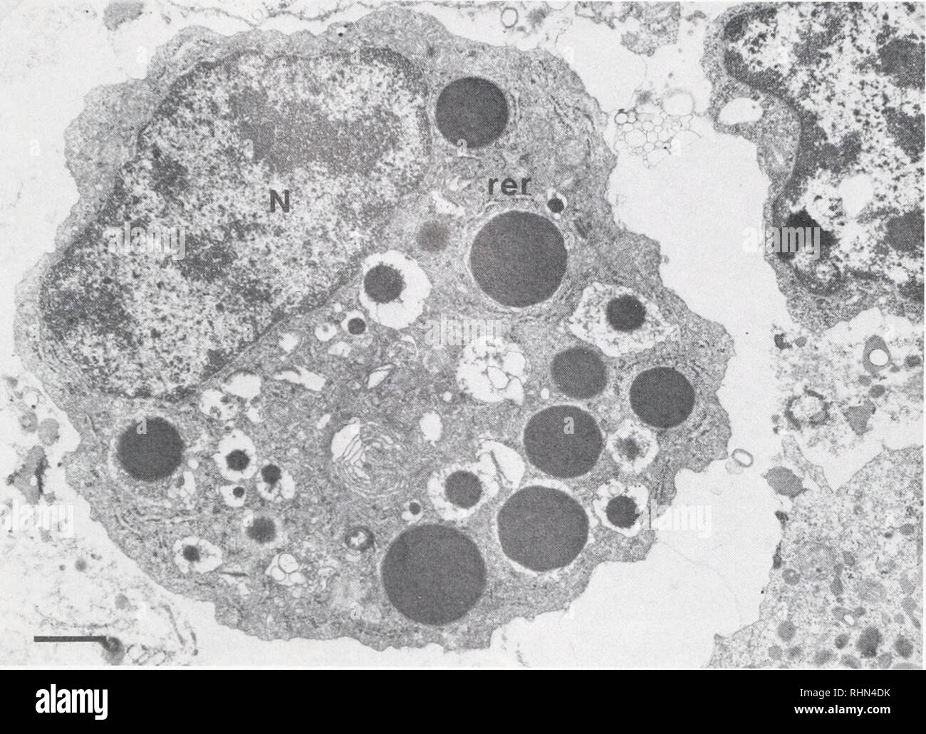 Homogeneously hi-res stock photography and images - Alamy