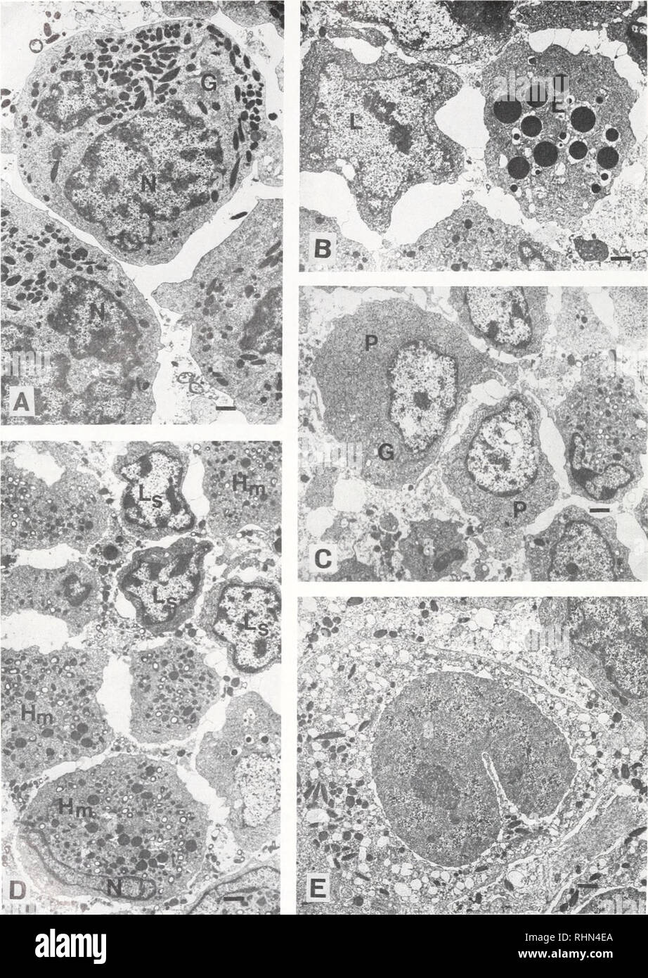 . The Biological bulletin. Biology; Zoology; Biology; Marine Biology ...