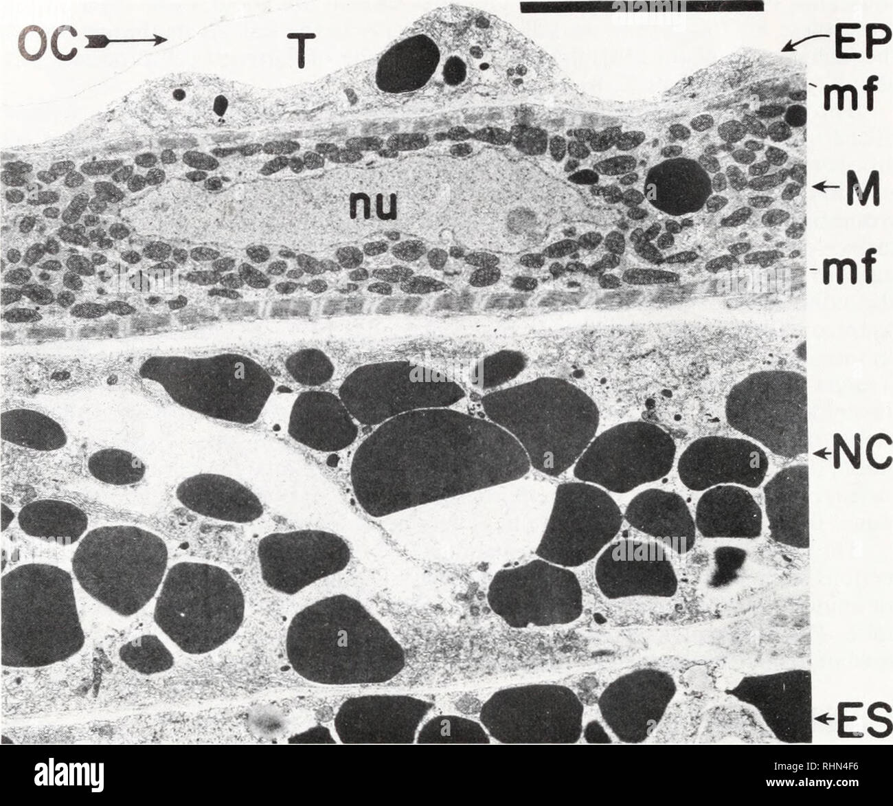 . The Biological bulletin. Biology; Zoology; Biology; Marine Biology. 8 ...