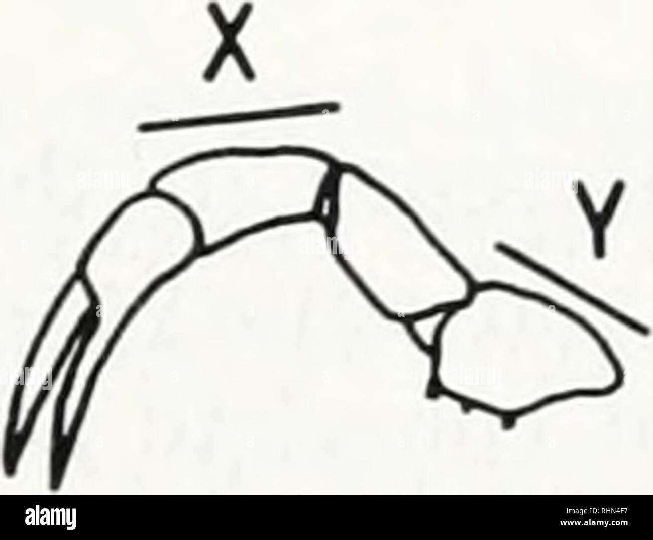 Morphogenic hi-res stock photography and images - Alamy