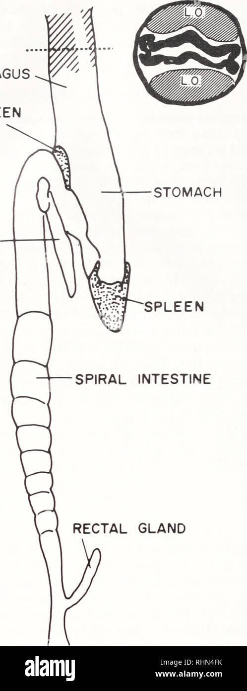 . The Biological bulletin. Biology; Zoology; Biology; Marine Biology ...