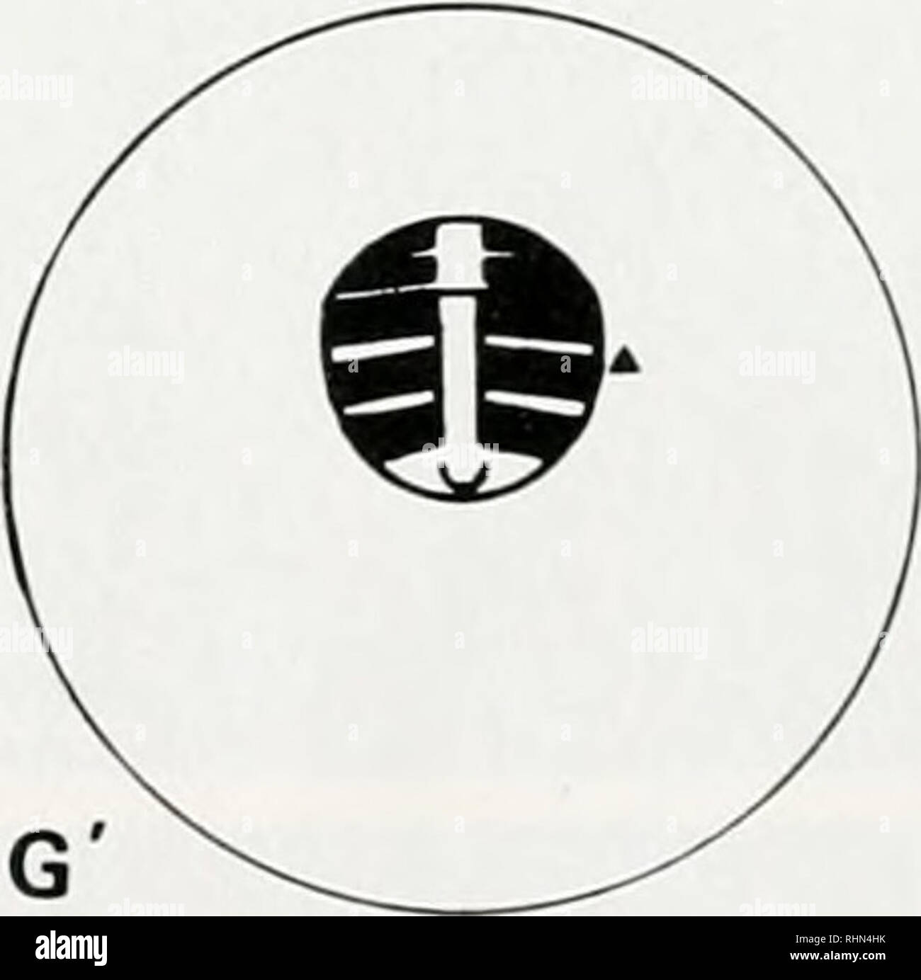 Morphogenic hi-res stock photography and images - Alamy